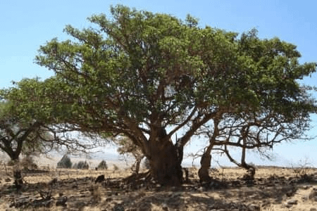 The Significance of Odaa Nabee in Oromo Identity – WAAQEFFANNAA